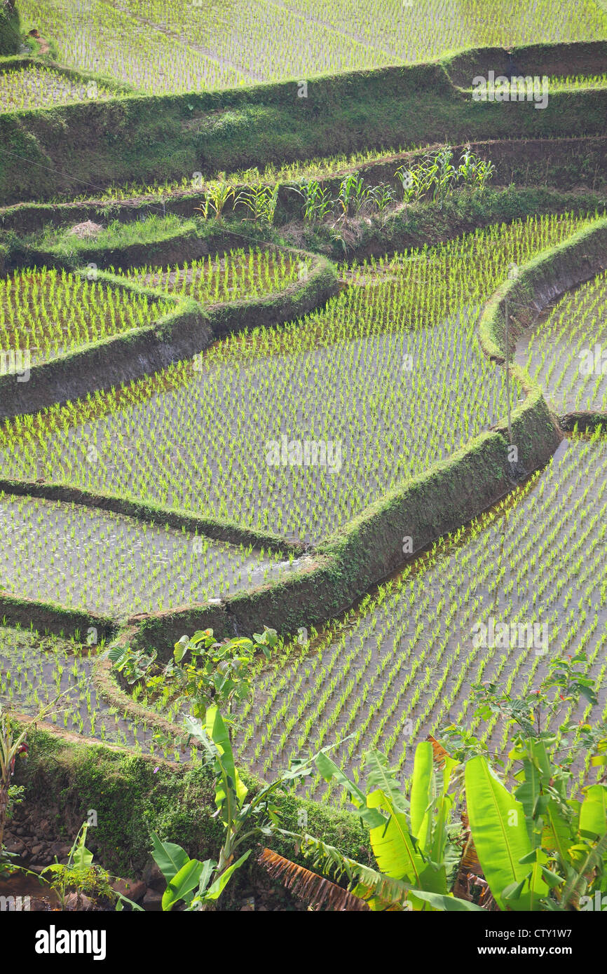 West Java, Indonesia, rice, Jalan Garut Tasikmalaya, rice paddy fields ...