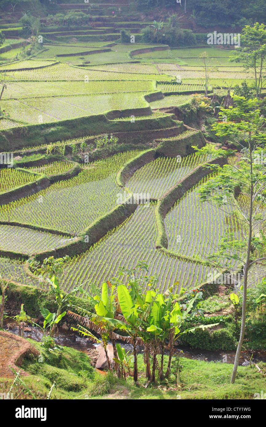 Tasikmalaya High Resolution Stock Photography and Images - Alamy