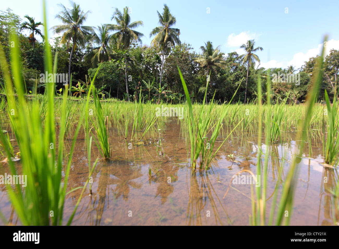 Central Java, Indonesia, rice paddy fields along the road from ...
