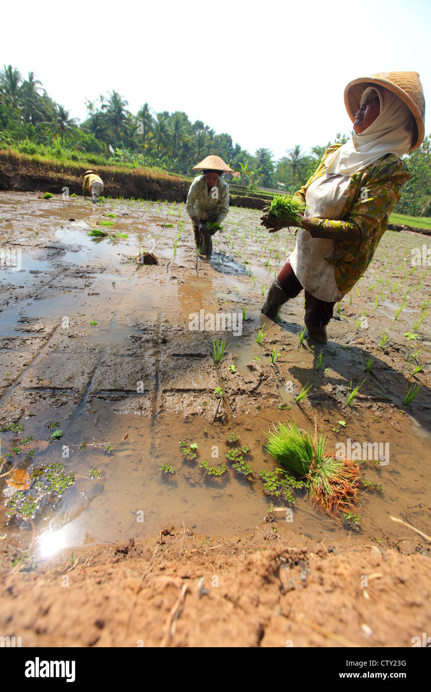 Paddy field of central java hi-res stock photography and images - Alamy