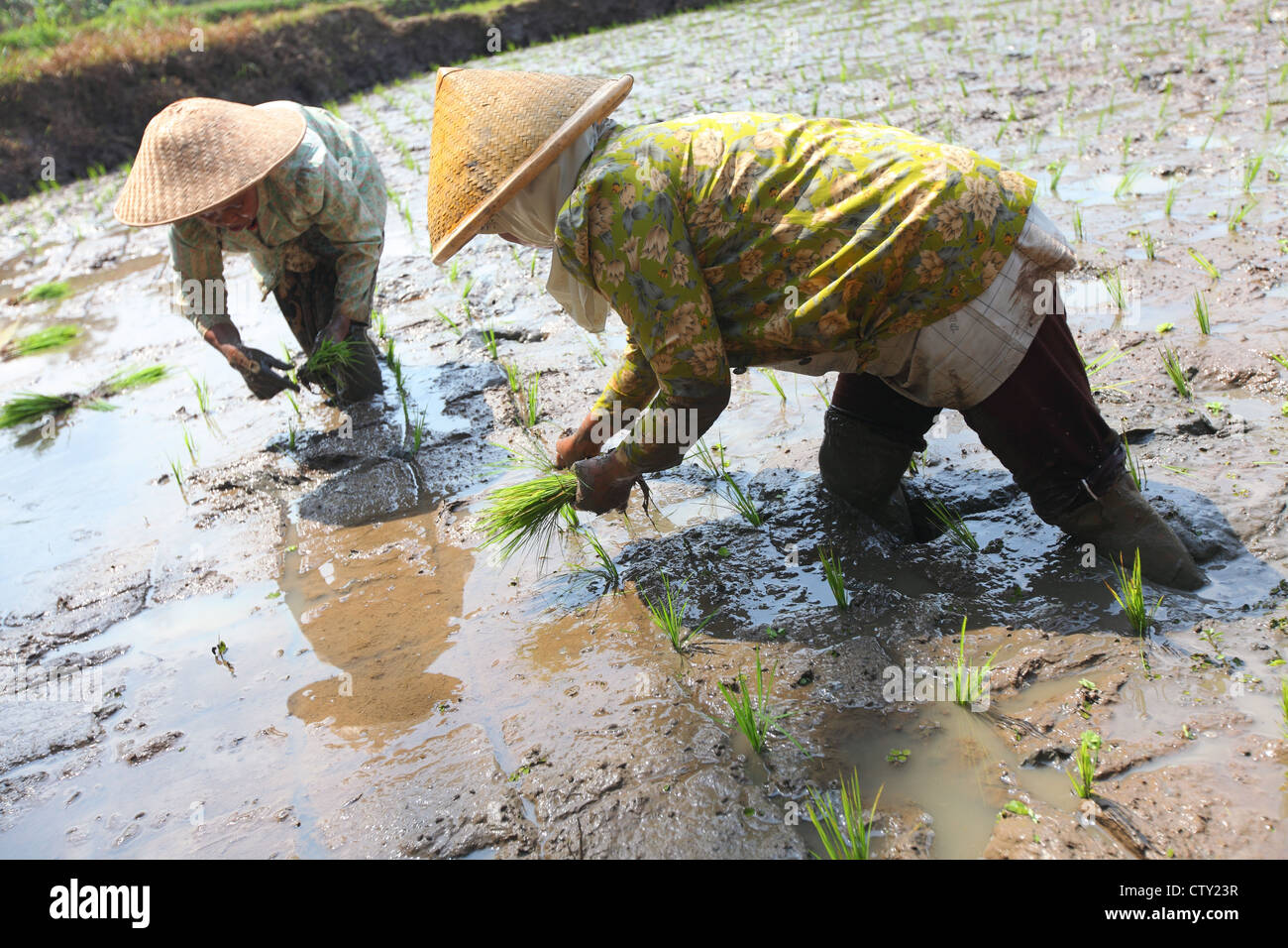 Central Java, Indonesia, woman working on rice paddy fields, road from ...