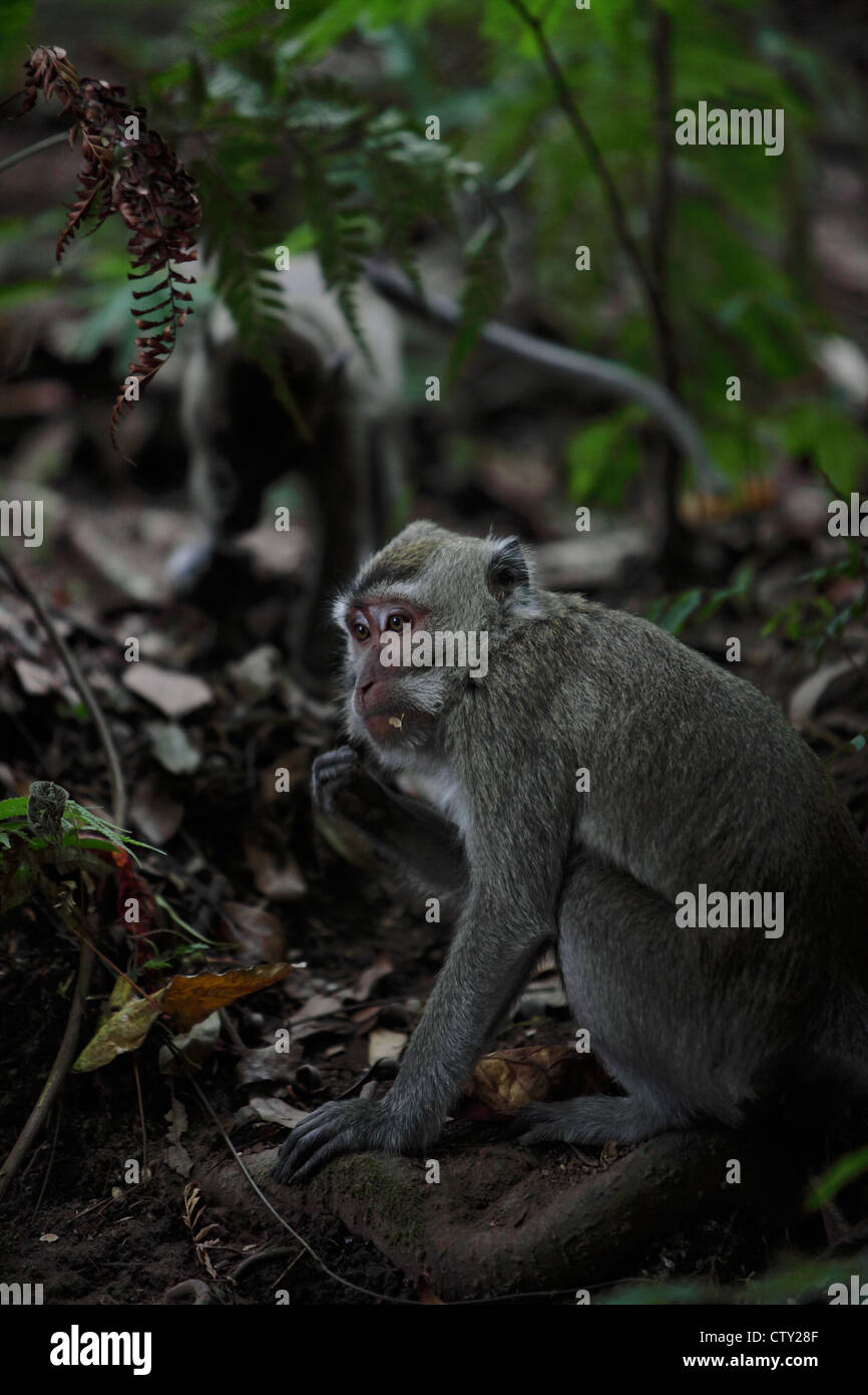Central Java, Indonesia, Kaliurang, Mount Merapi, Kaliurang mountain ...
