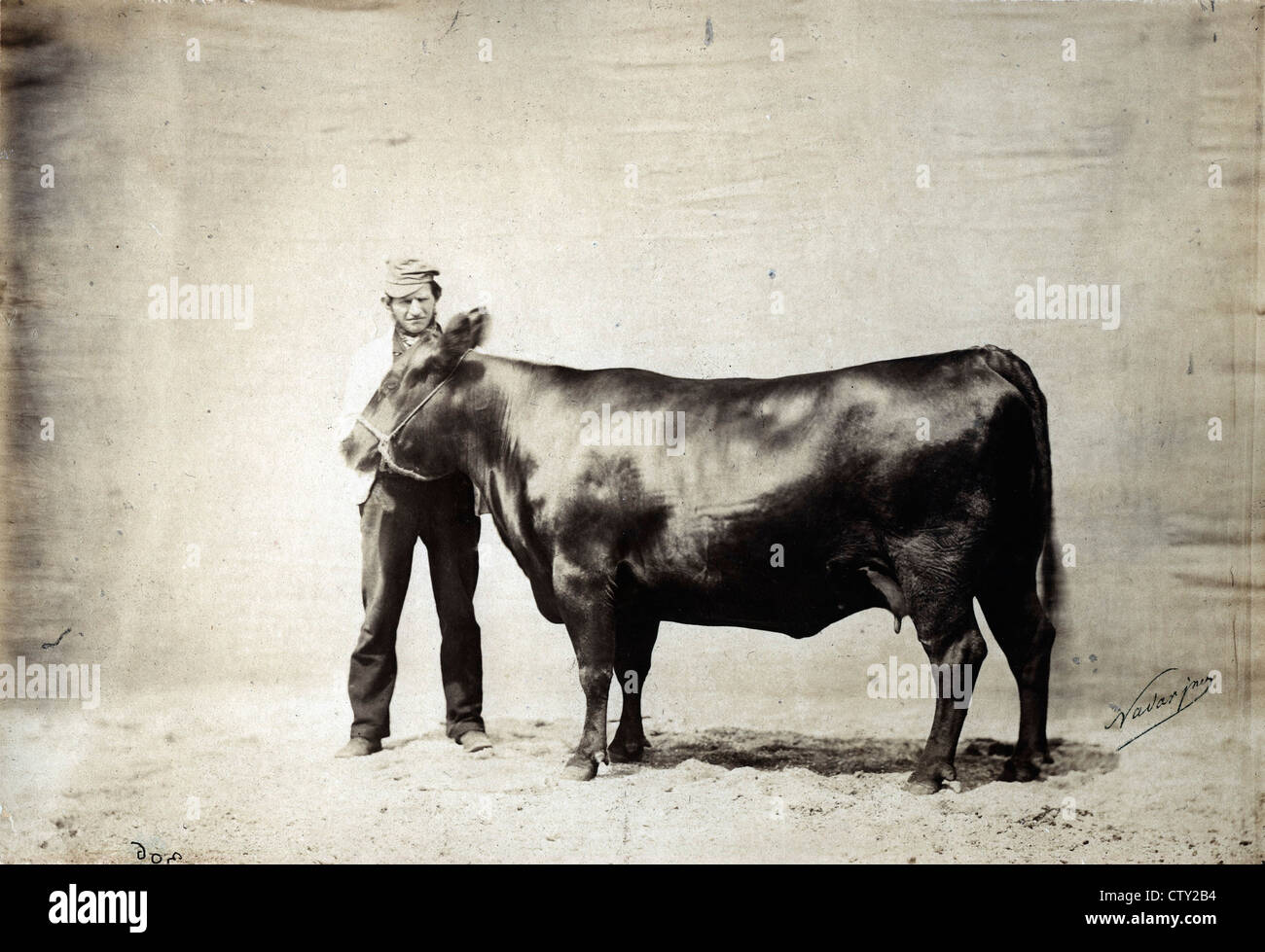 Prize bull hi-res stock photography and images - Alamy