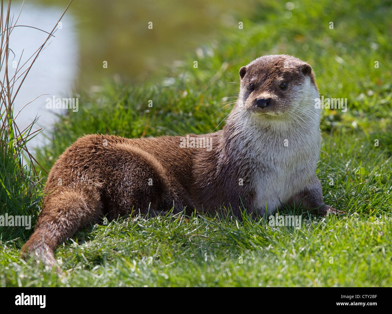 Otters uk hi-res stock photography and images - Alamy