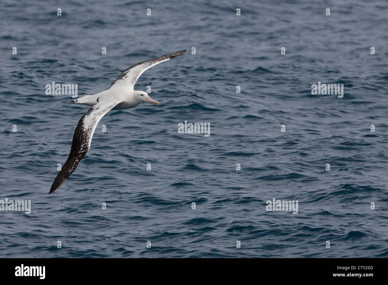 Wandering Albatross (Diomedea exulans exulans), Snowy subspecies, adult ...