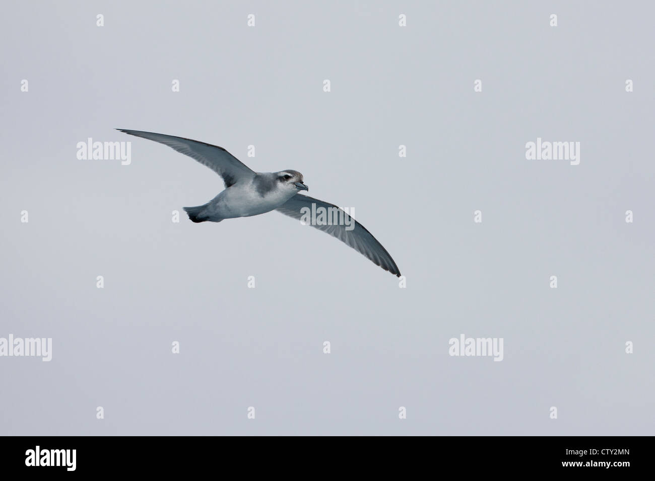 Slender birds hi-res stock photography and images - Alamy
