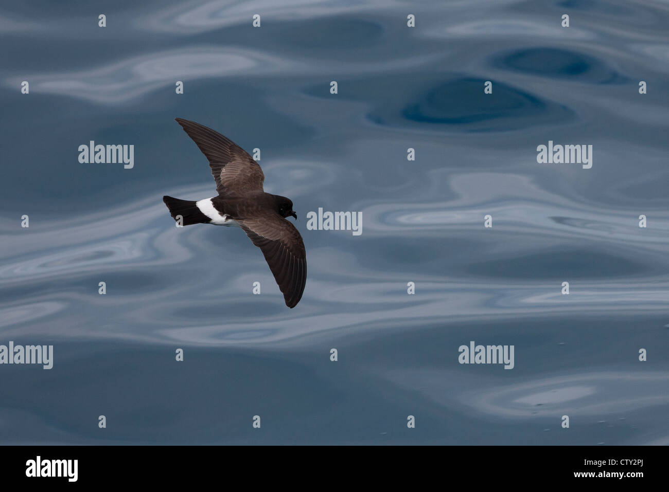 Black-bellied Storm-Petrel (Fregetta tropica tropica), in flight over ...