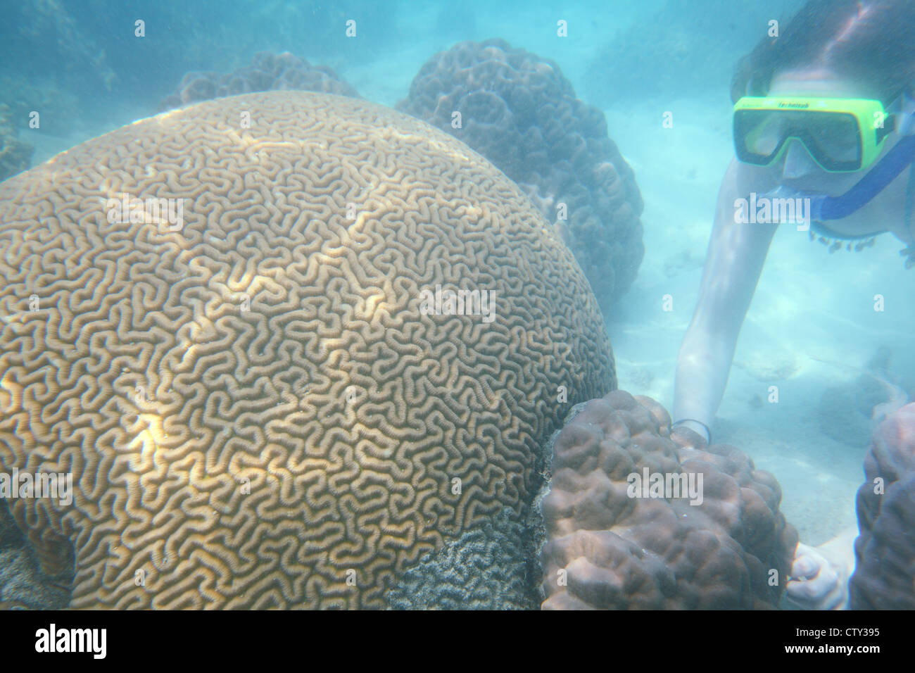 Java sea seribu coral snorkeling hi-res stock photography and images ...