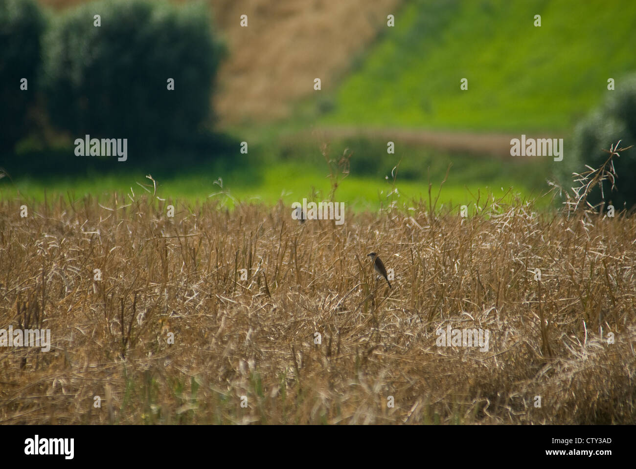 Field birds eye hi-res stock photography and images - Alamy