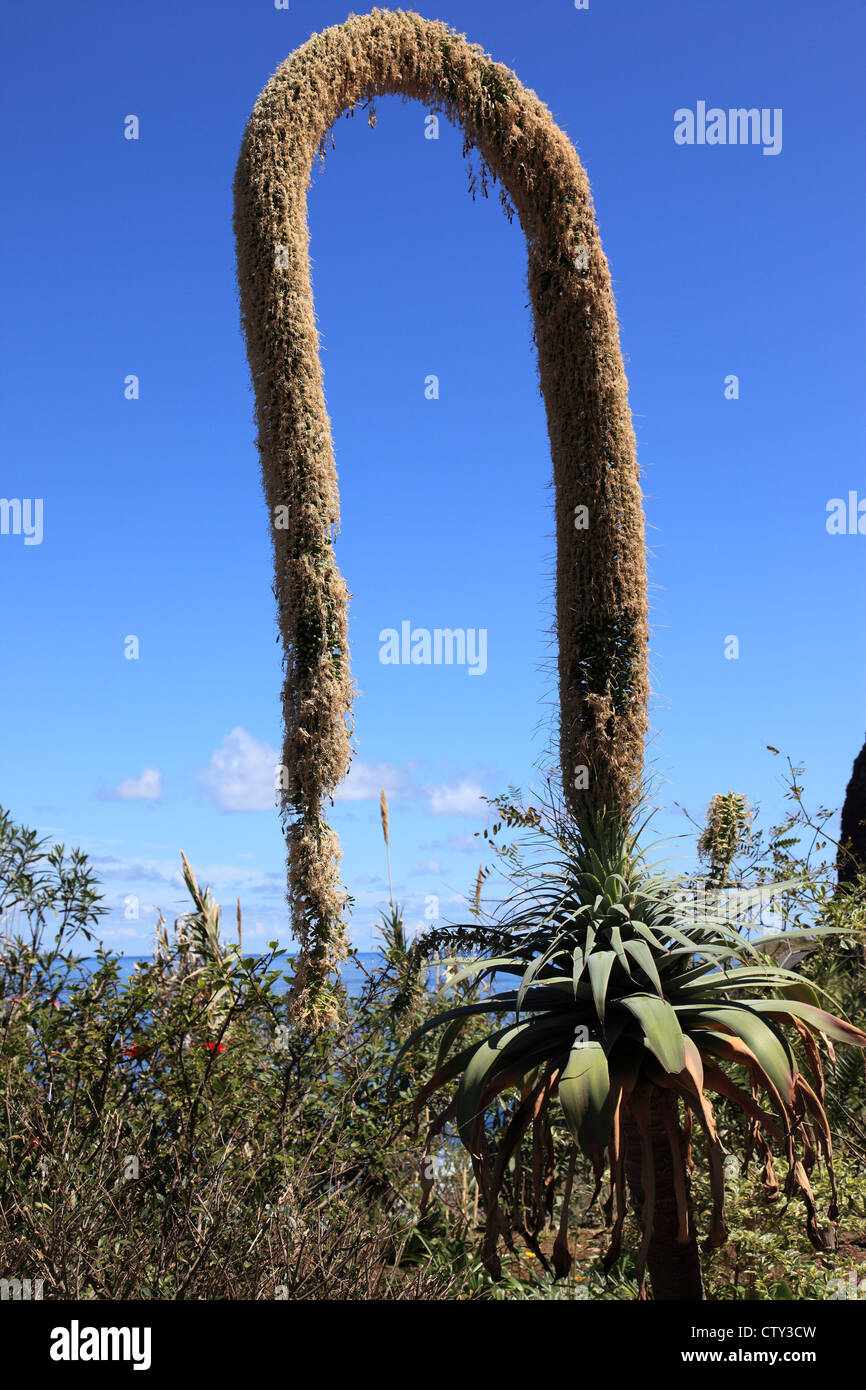 bloom of an agave, Madeira, Portugal, Europe. Photo by Willy Matheisl ...