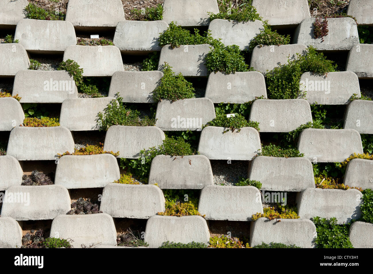 Plants between stones Emory Knoll Farm Stock Photo - Alamy