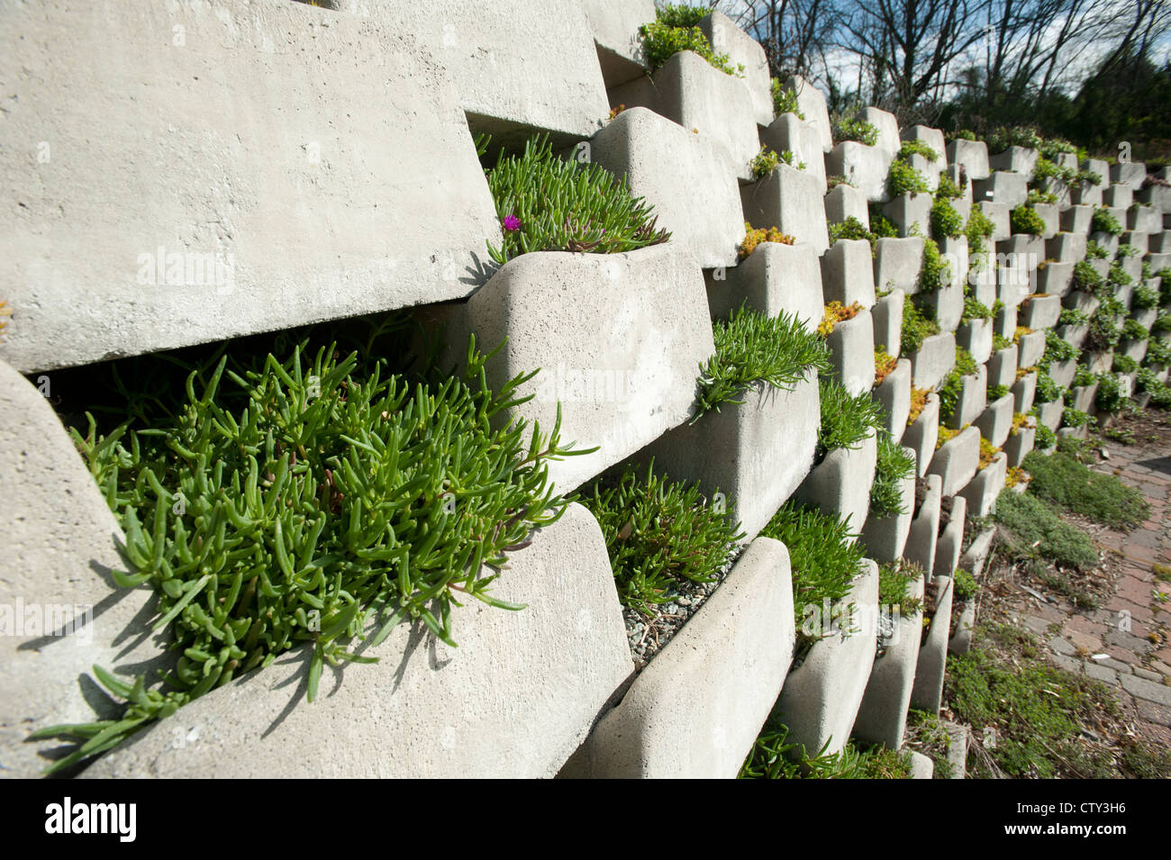 Plants between stones Emory Knoll Farm Stock Photo - Alamy