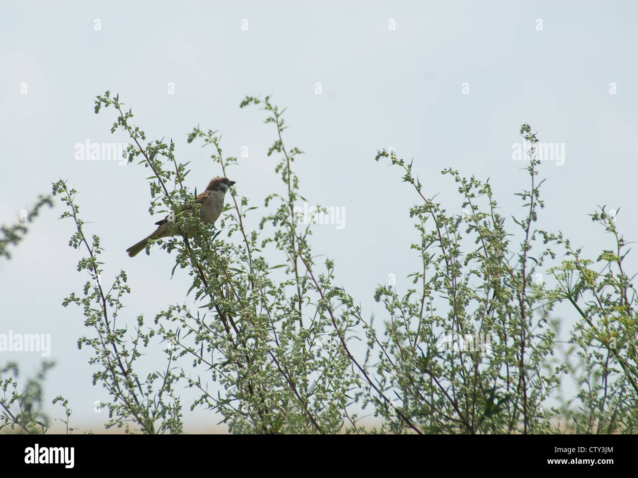 Sparrow bird feather hi-res stock photography and images - Alamy