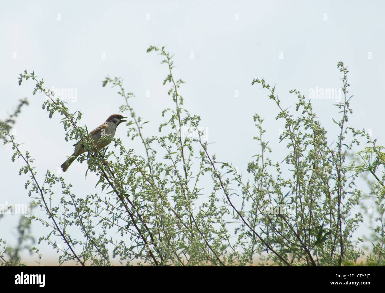 Sparrow bird feather hi-res stock photography and images - Alamy
