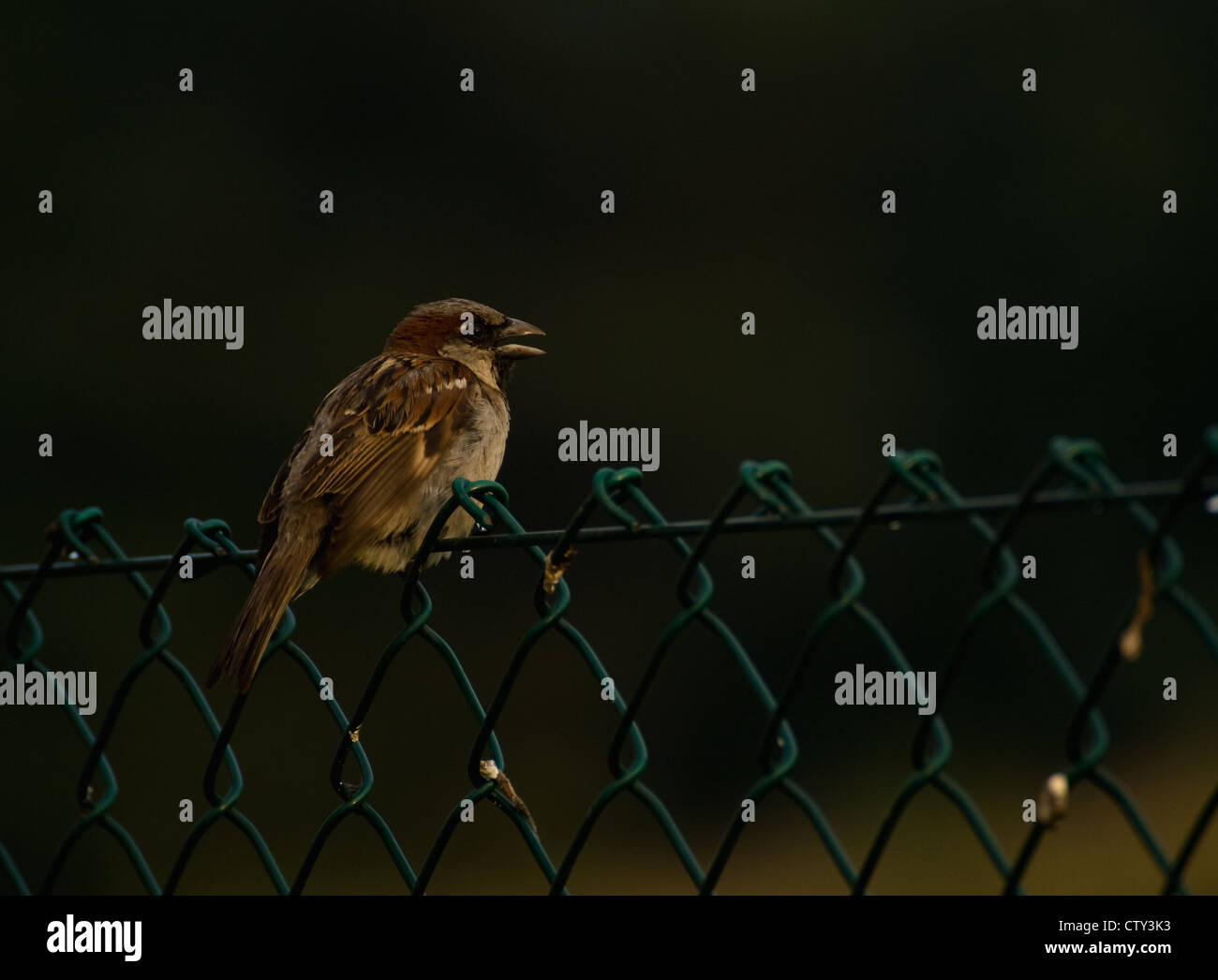 Sparrow bird feather hi-res stock photography and images - Alamy