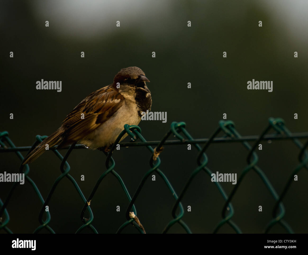 Sparrow bird feather hi-res stock photography and images - Alamy