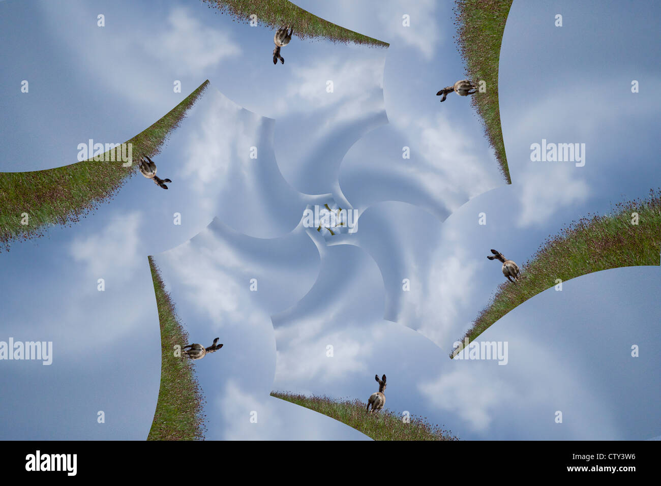 Deer in the Fields, the Palouse, Eastern Washington (digital design ...