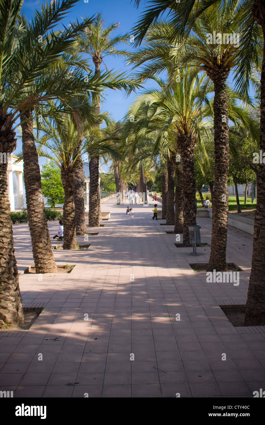 Valencia, Spain, palms Stock Photo - Alamy