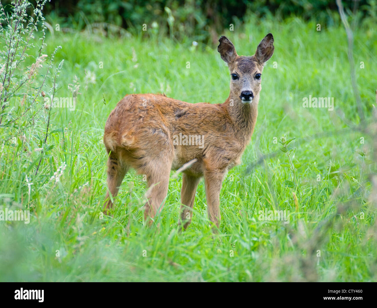 Young Roe deer Stock Photo - Alamy