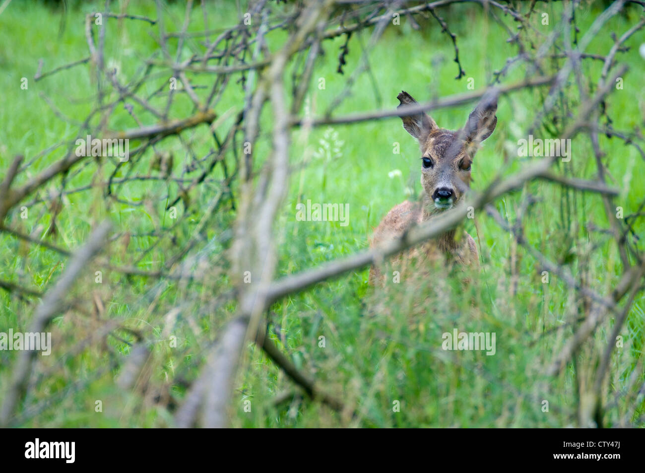 Young Roe deer Stock Photo - Alamy