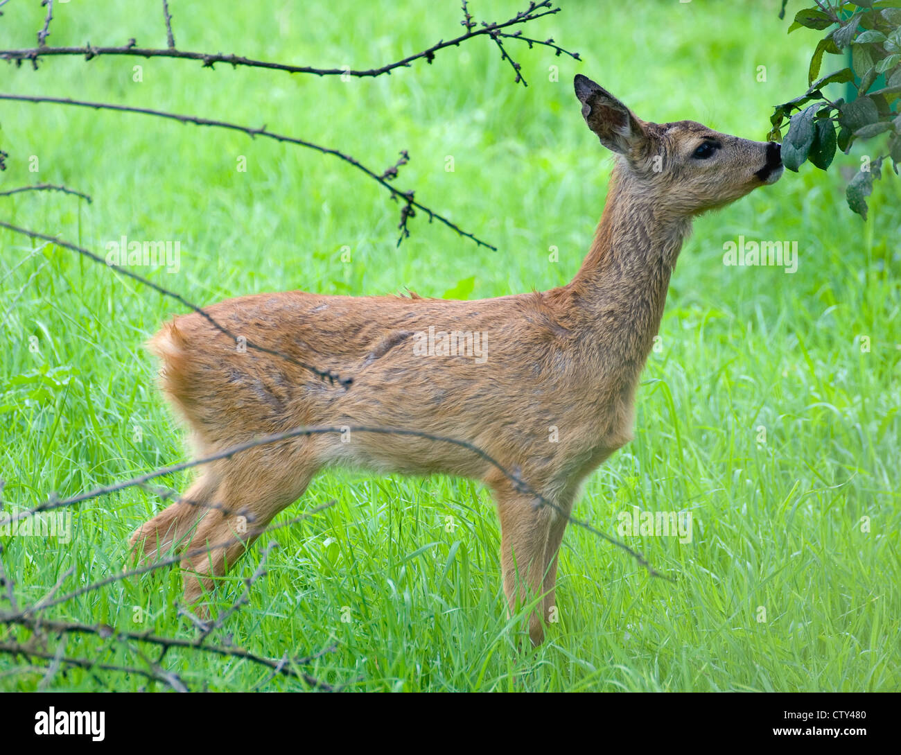 Young Roe deer Stock Photo - Alamy