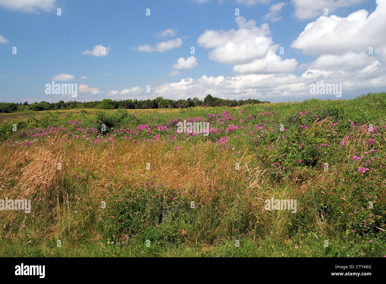 Flowers bloom in a field in the Fort Hill section of Eastham, Cape Cod ...