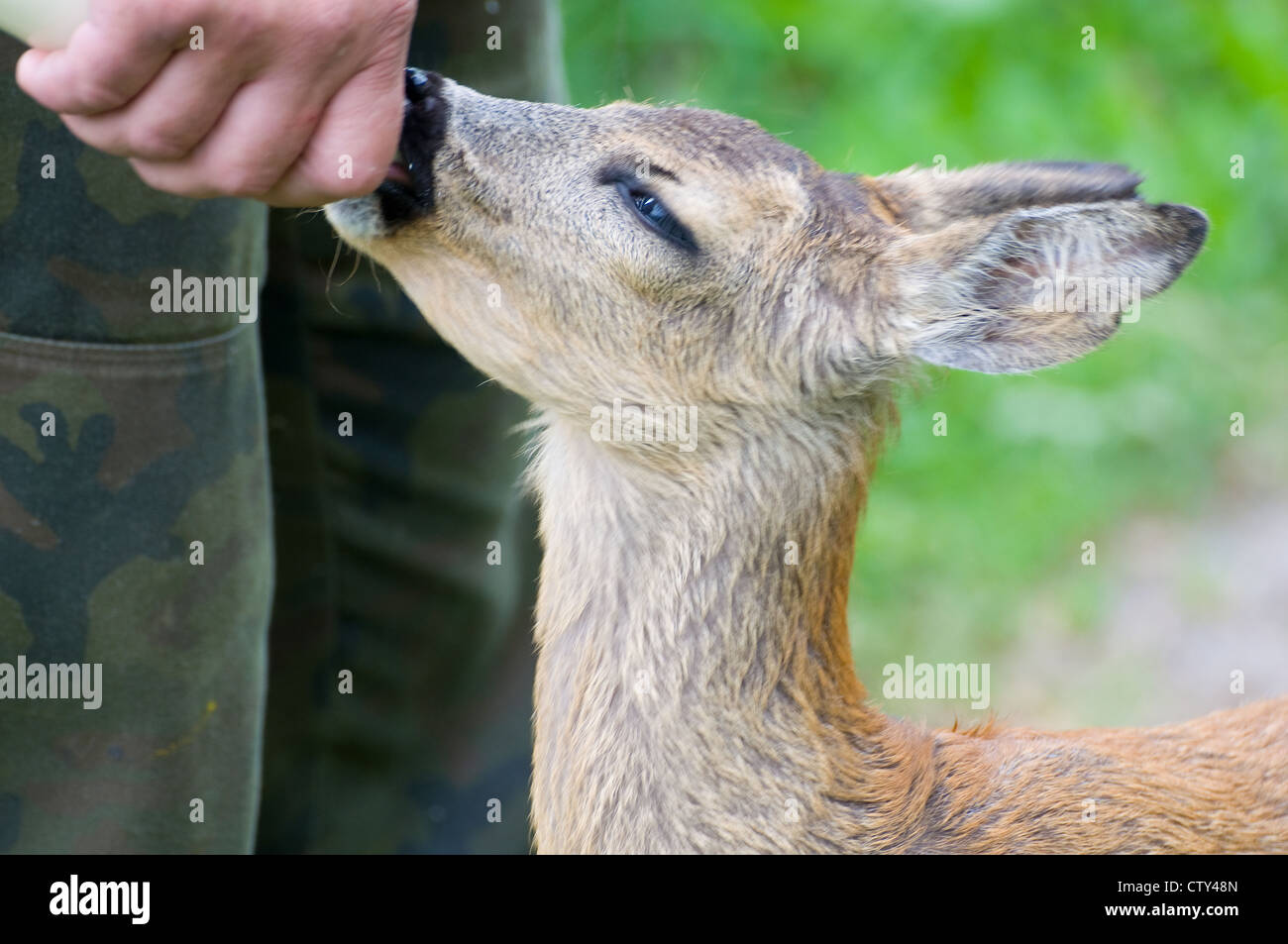 Young Roe deer Stock Photo - Alamy