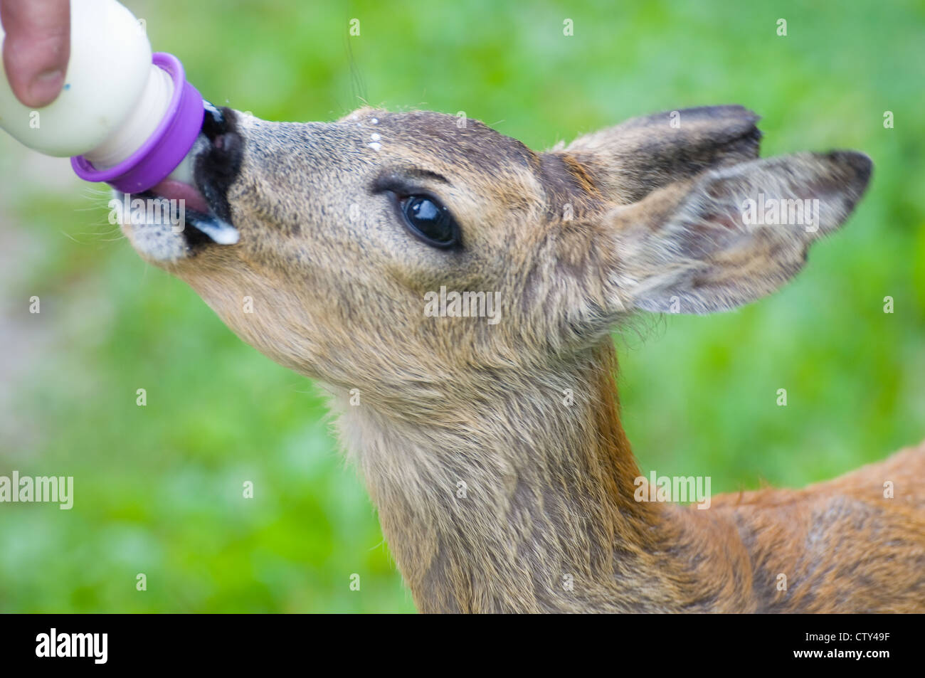 Young Roe deer Stock Photo - Alamy