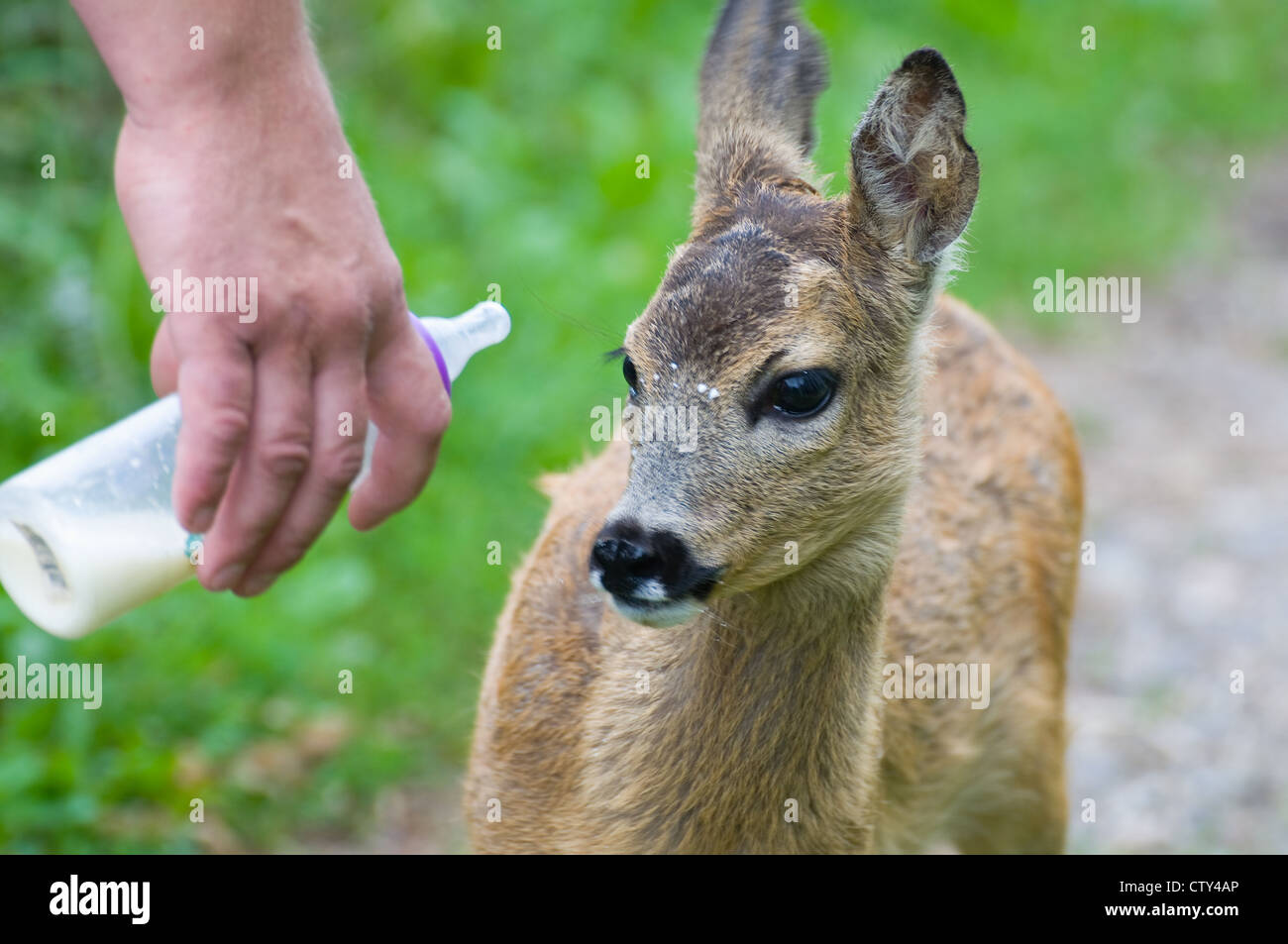 Young Roe deer Stock Photo - Alamy