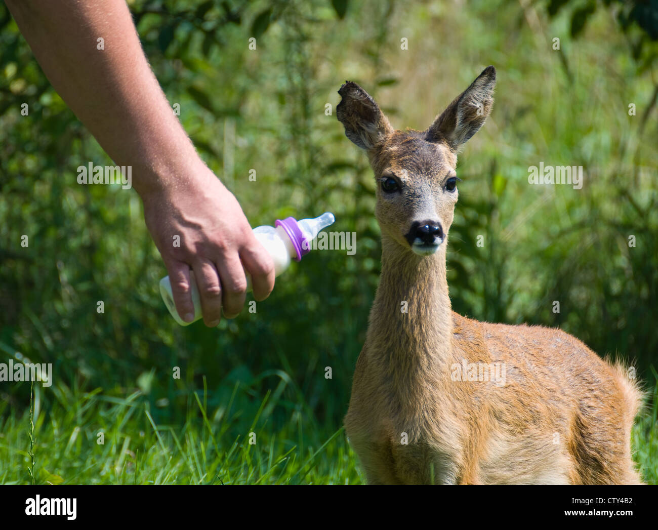 Young Roe deer Stock Photo - Alamy
