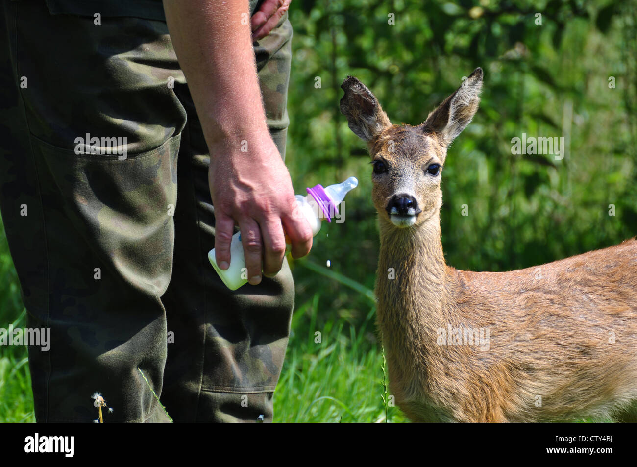 Young Roe deer Stock Photo - Alamy