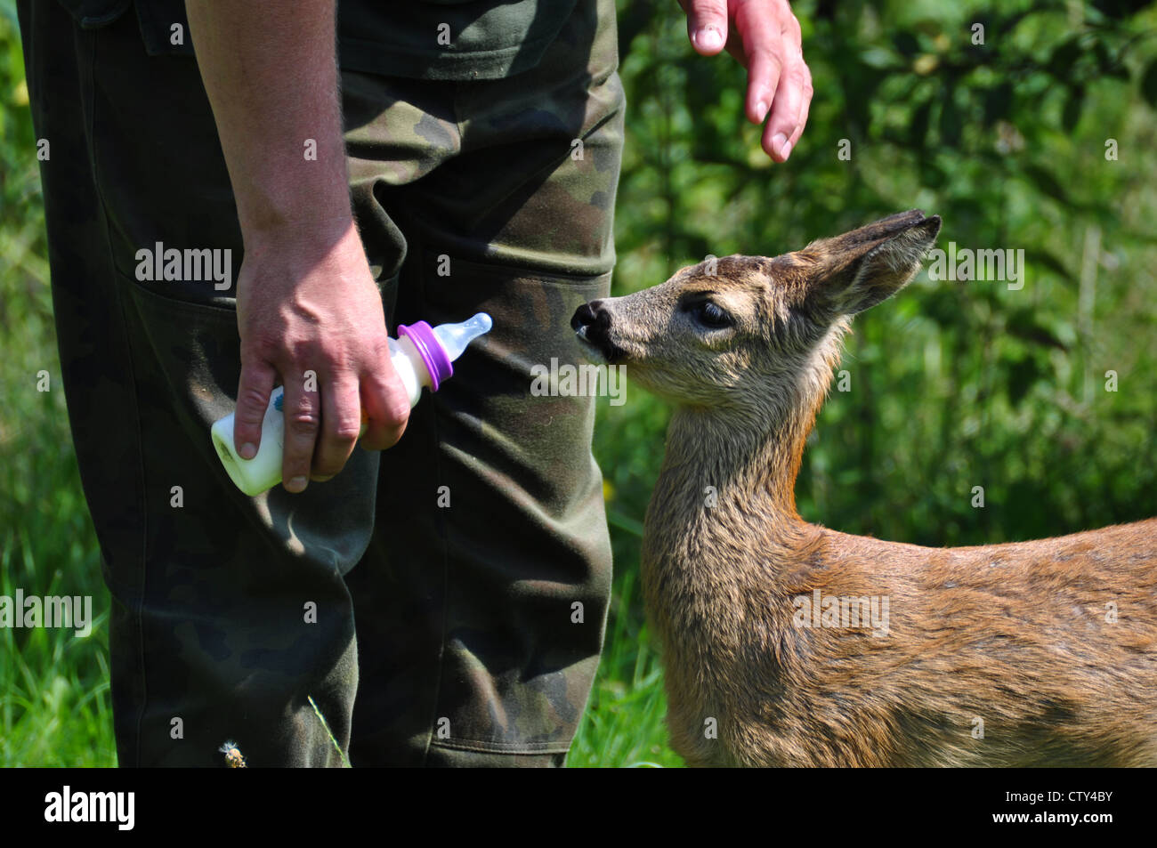 Young Roe deer Stock Photo - Alamy