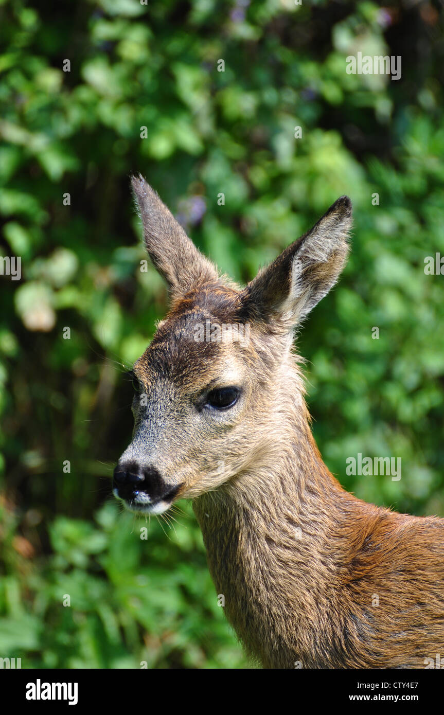 Young Roe deer Stock Photo - Alamy