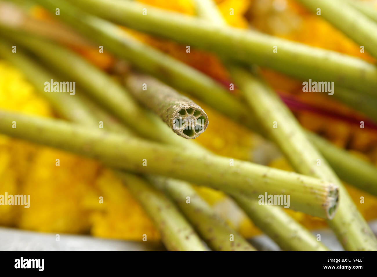 Lotus sticks stick plant green hi-res stock photography and images - Alamy