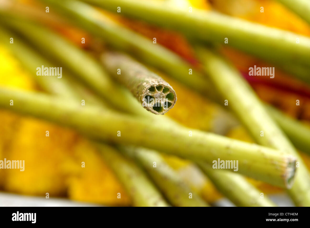 Stick plant hi-res stock photography and images - Alamy