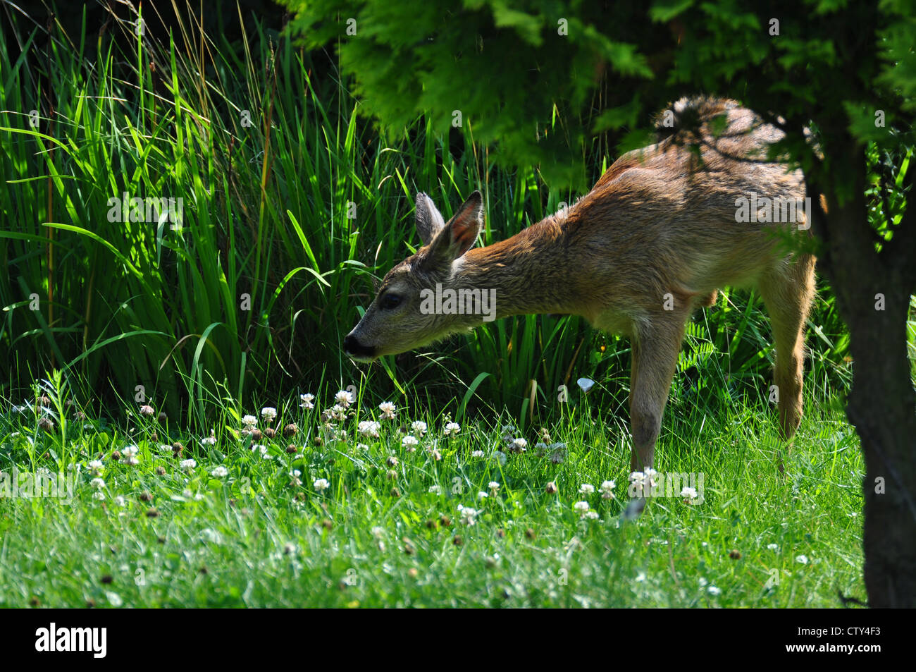 Young Roe deer Stock Photo - Alamy