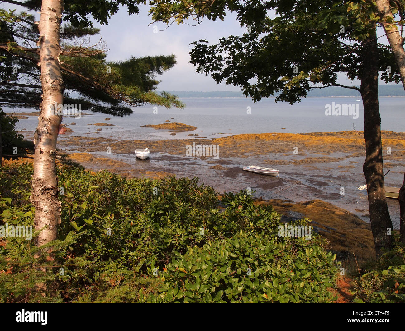 Dinghies on the mudflats at low tide at Flying Point, a peninsula in ...