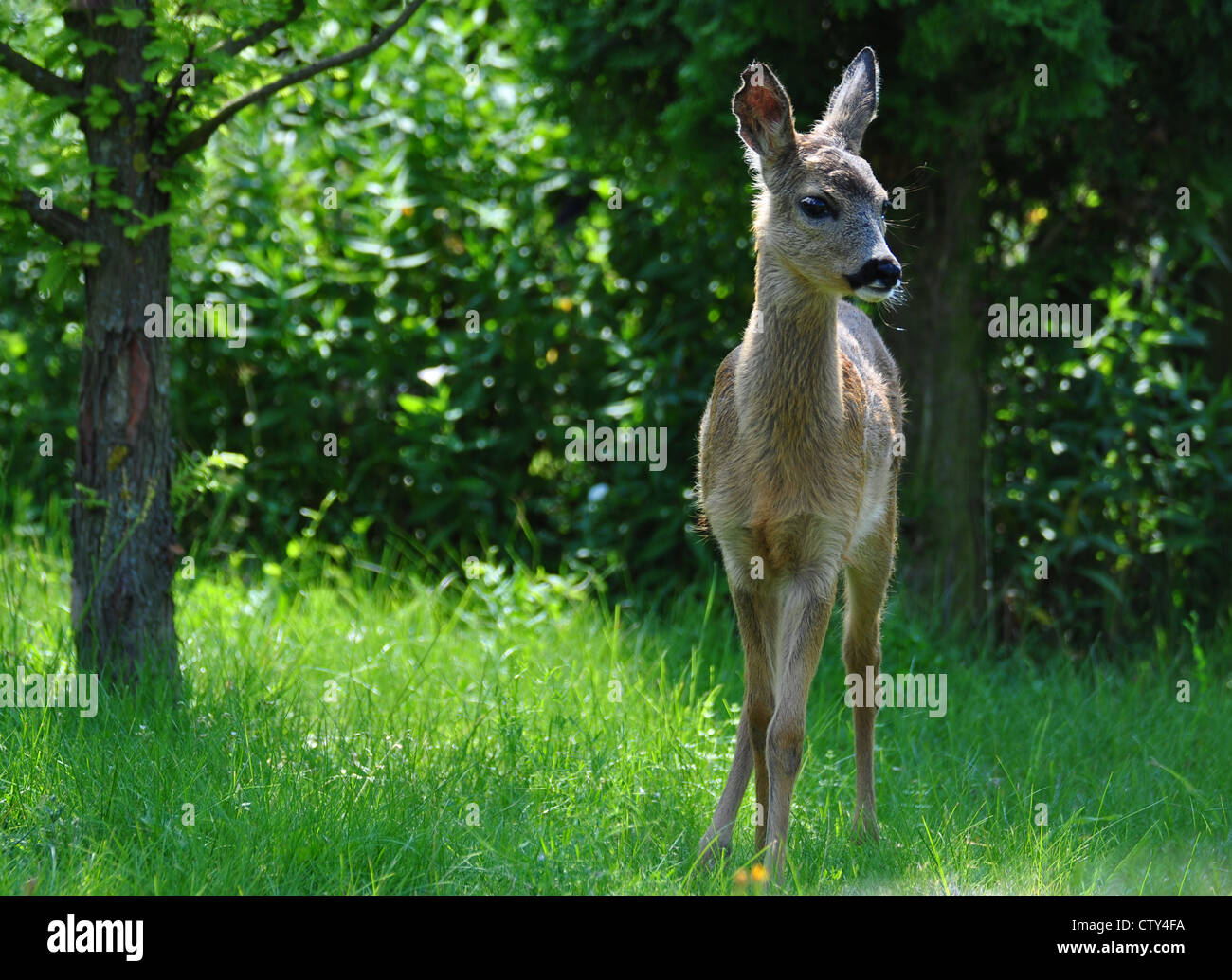 Young Roe deer Stock Photo - Alamy