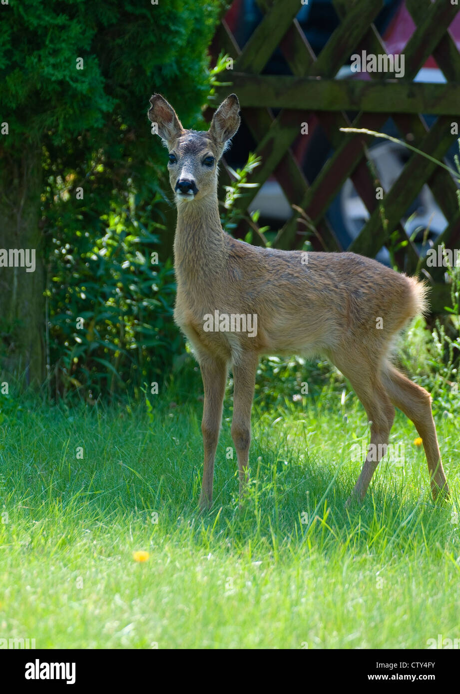 Young Roe deer Stock Photo - Alamy