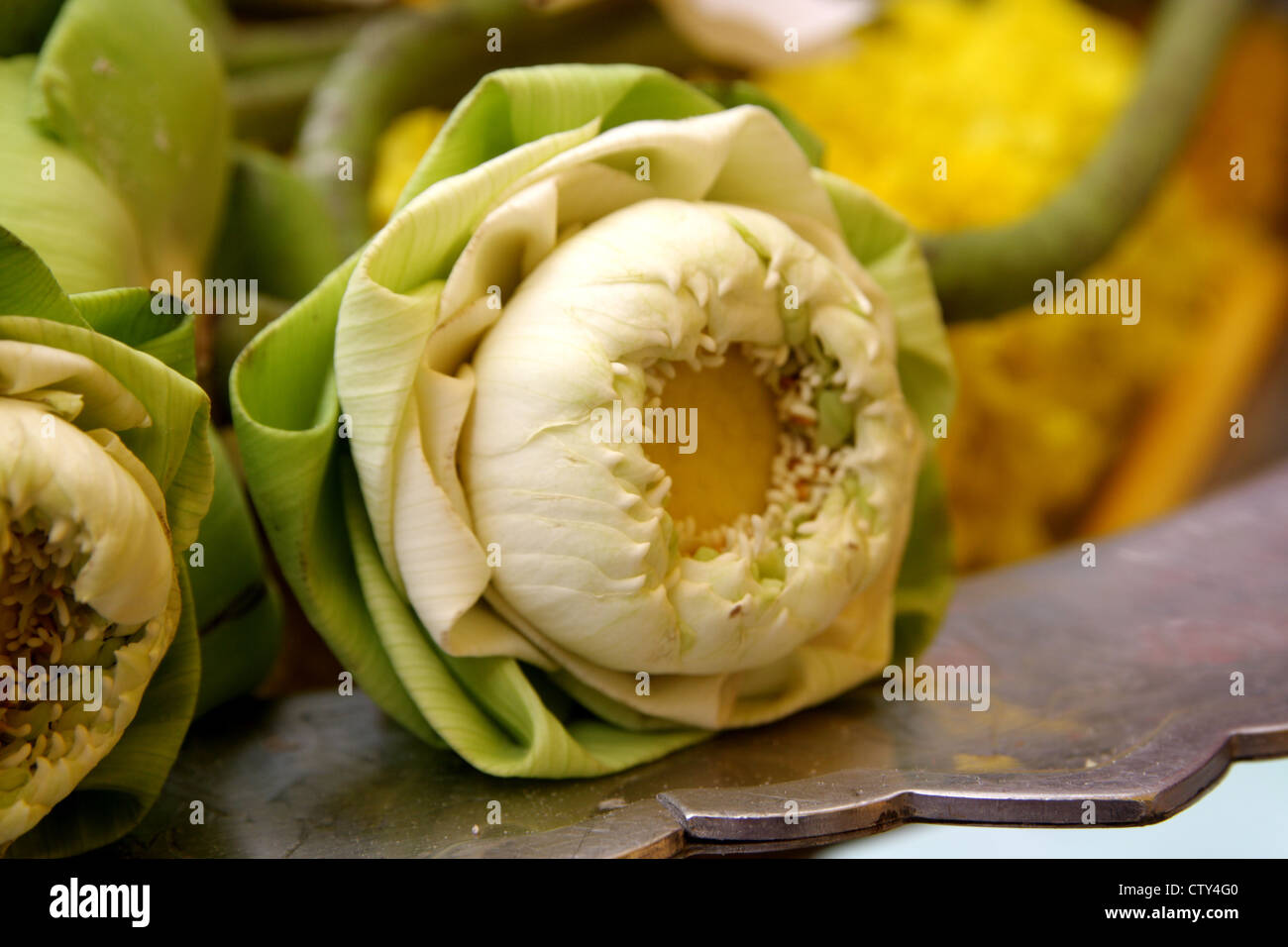 Thai lotus flowers Stock Photo - Alamy