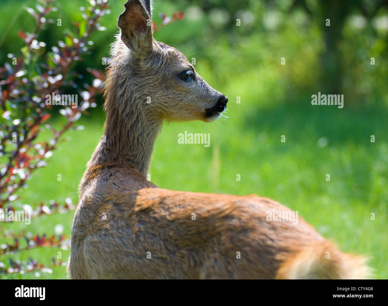 Young Roe deer Stock Photo - Alamy