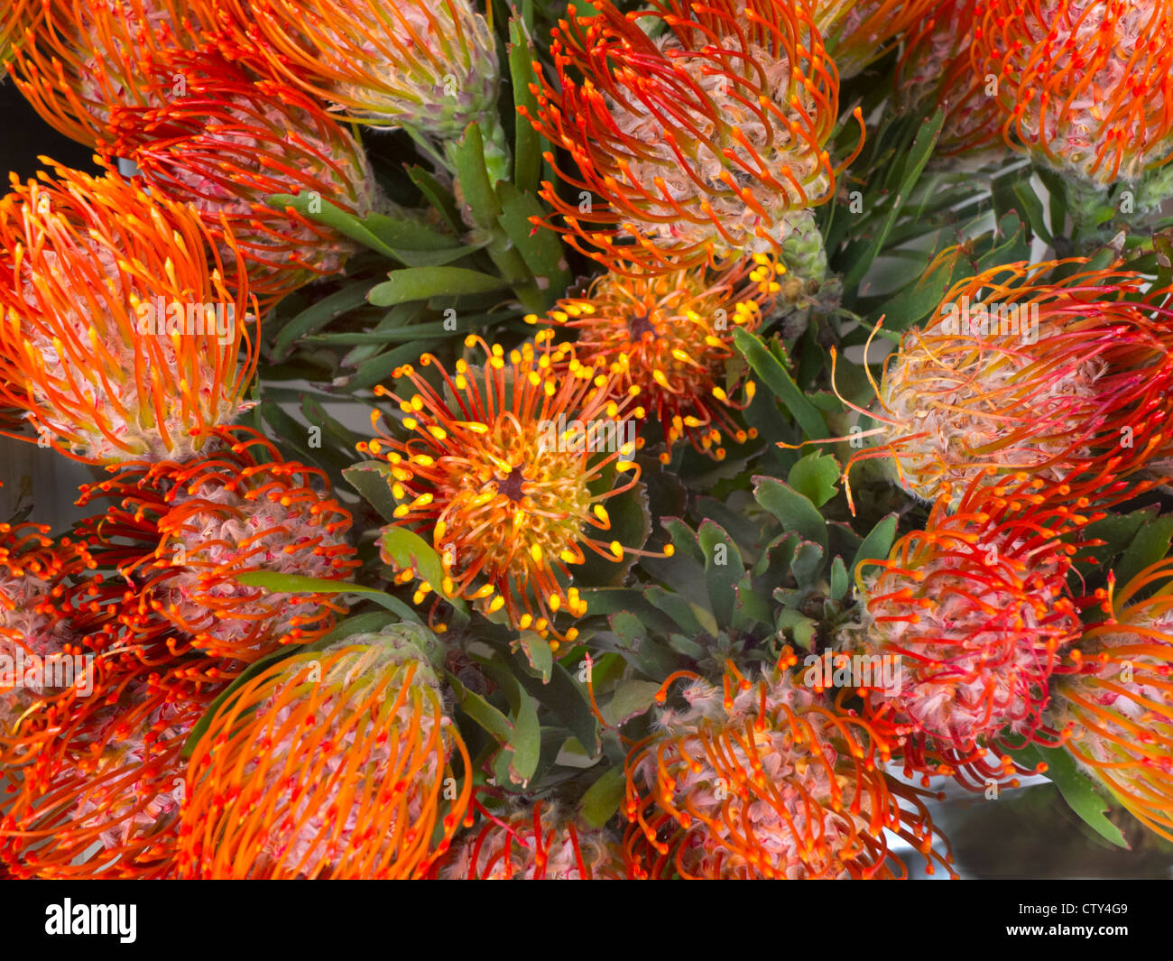 pincushion Protea flower Stock Photo - Alamy