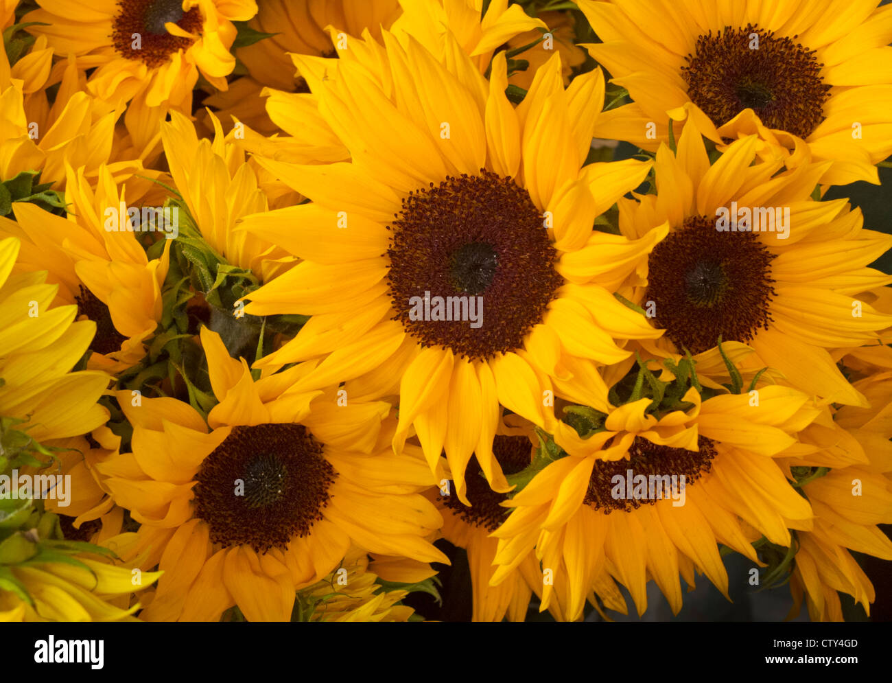 Annual flowers yellow center hi-res stock photography and images - Alamy