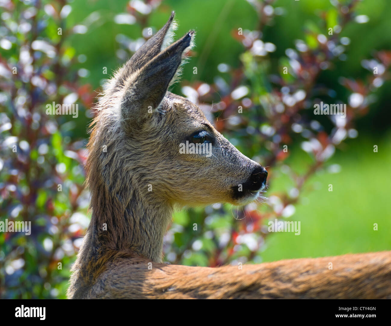 Young Roe deer Stock Photo - Alamy