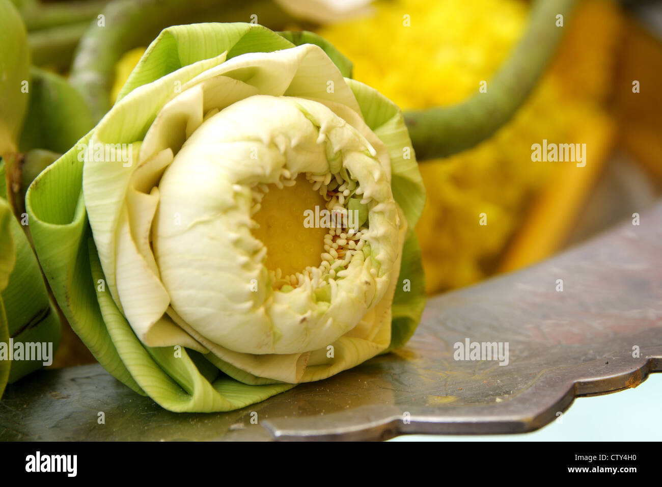 Thai lotus hi-res stock photography and images - Alamy