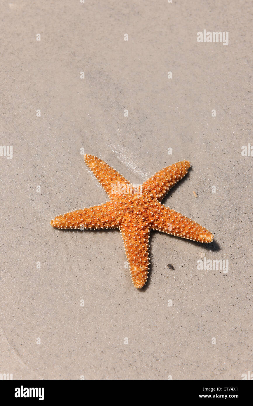 Starfish on sandy beach during sunny day Stock Photo - Alamy