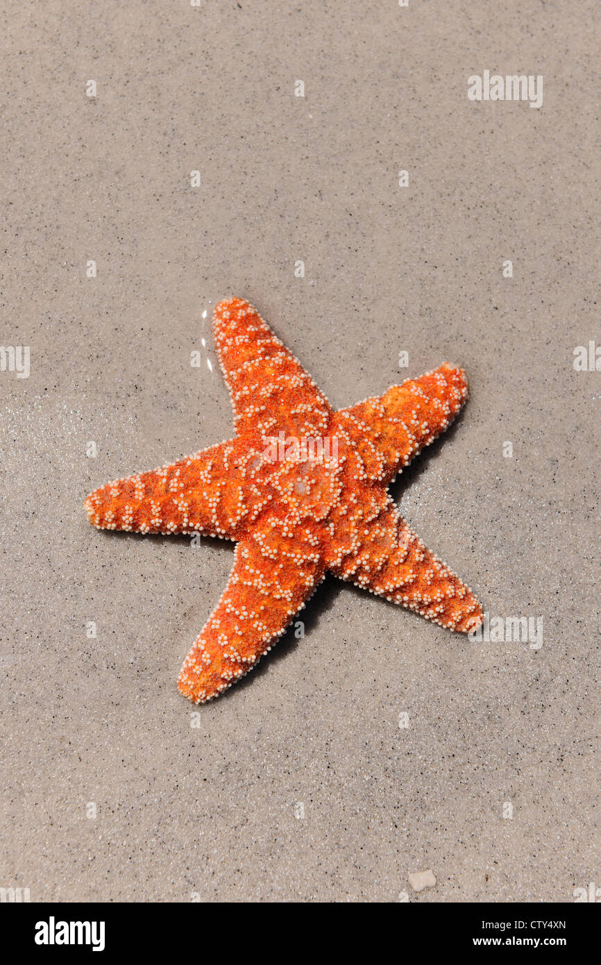 Colorful starfish on sandy beach during sunny day Stock Photo - Alamy