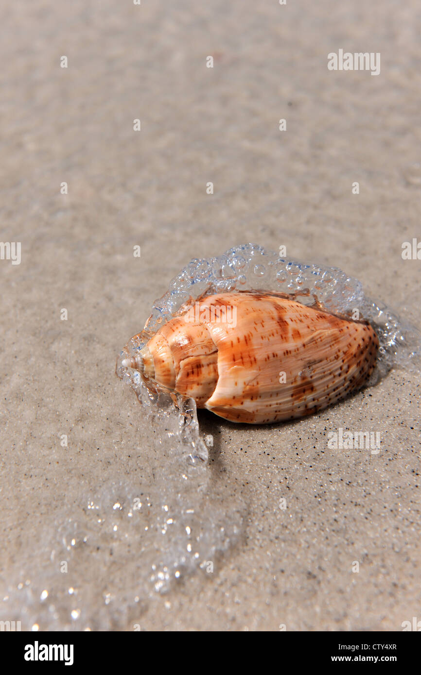 Seashell and water hi-res stock photography and images - Alamy
