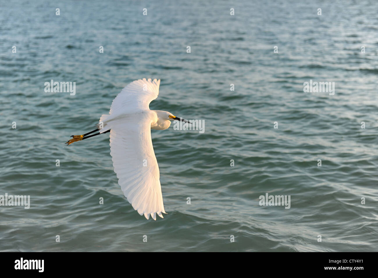 Great egret flying over water in Florida Stock Photo - Alamy