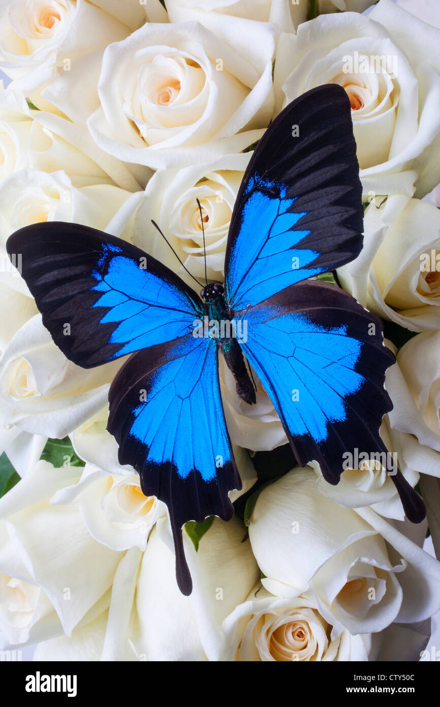 Blue butterfly on white roses Stock Photo - Alamy